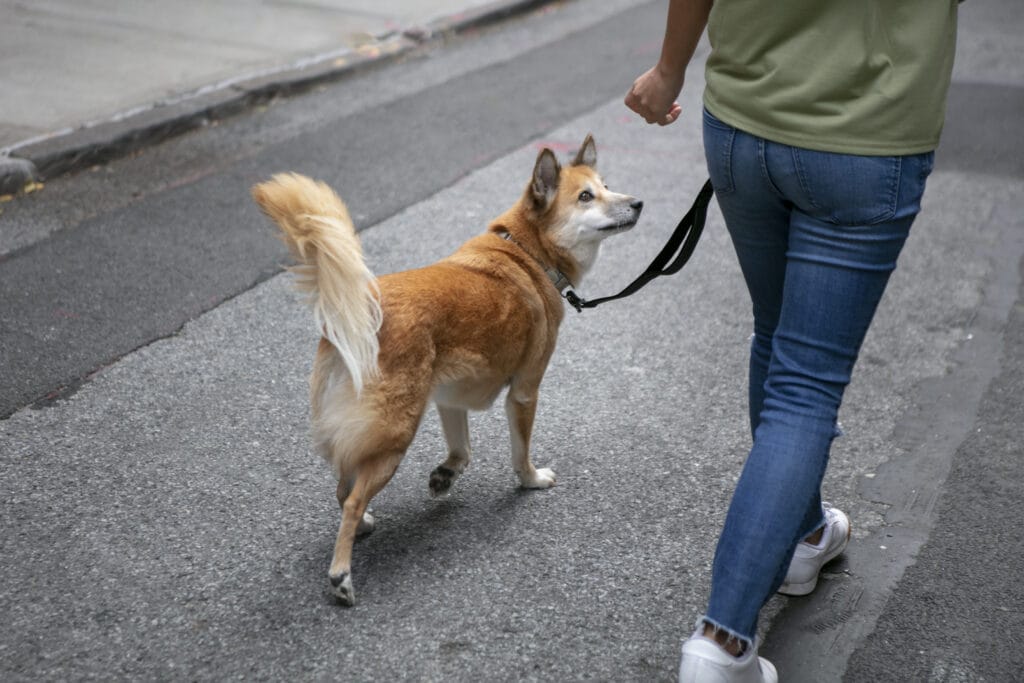 Benefits of Routine Dog Walking: Essential for Your Dog
